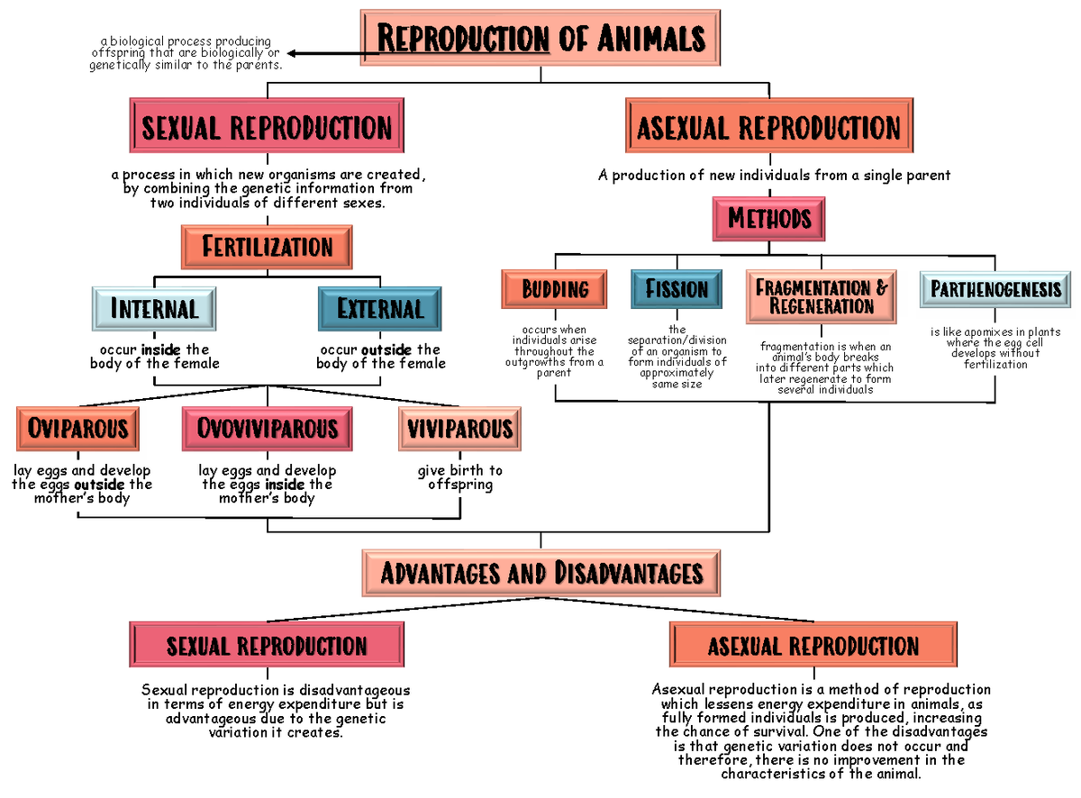Graphic Organizer: Reproduction in Animals - Earth & Life Science - Studocu