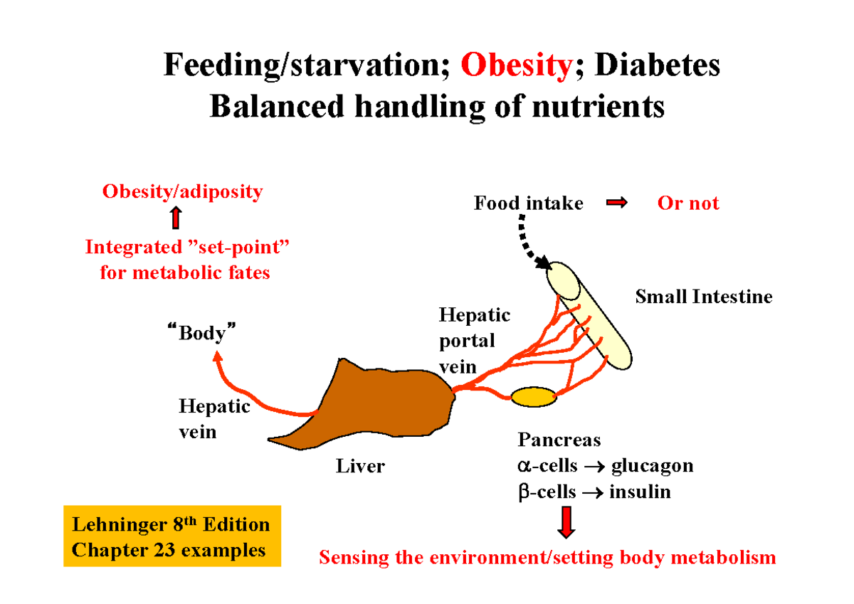 Obesity: Molecular Mechanisms & Treatment Options (Module 5) Overview ...