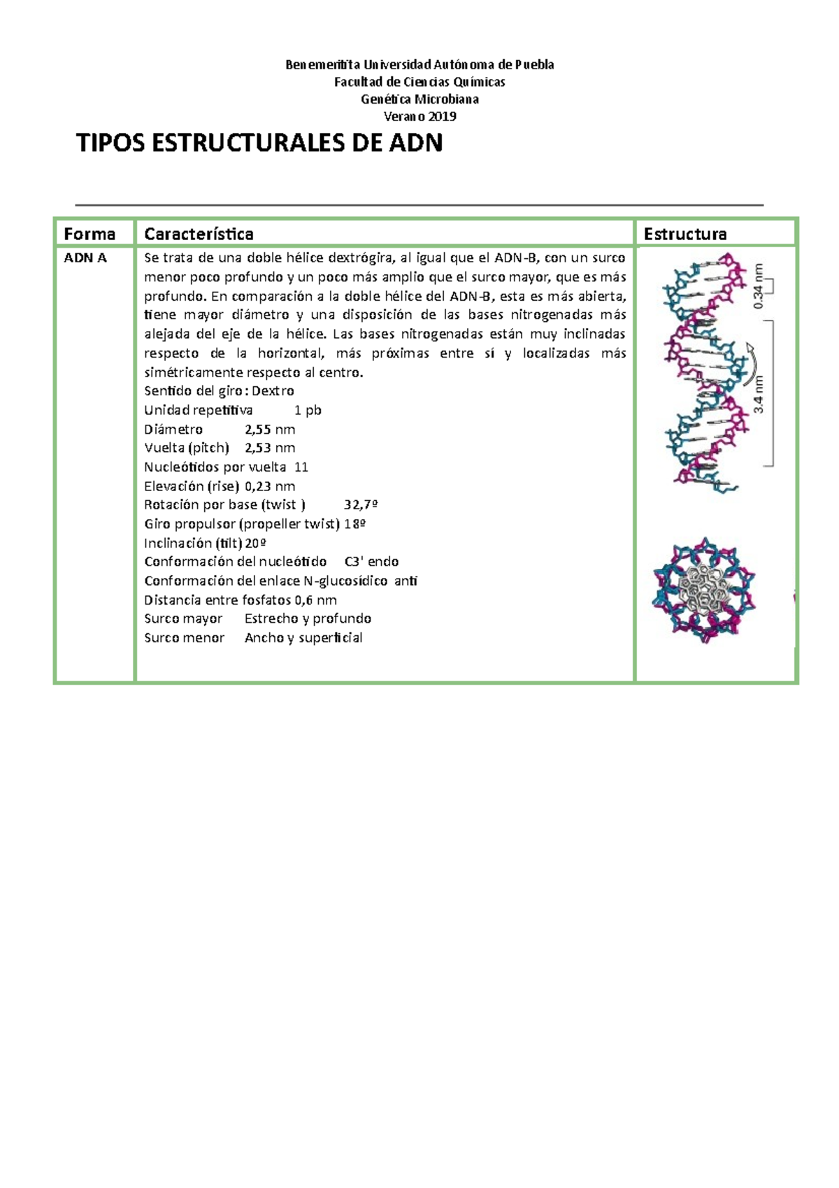 Tipos Estructurales DE ADN - Benemeritita Universidad Autónoma de ...