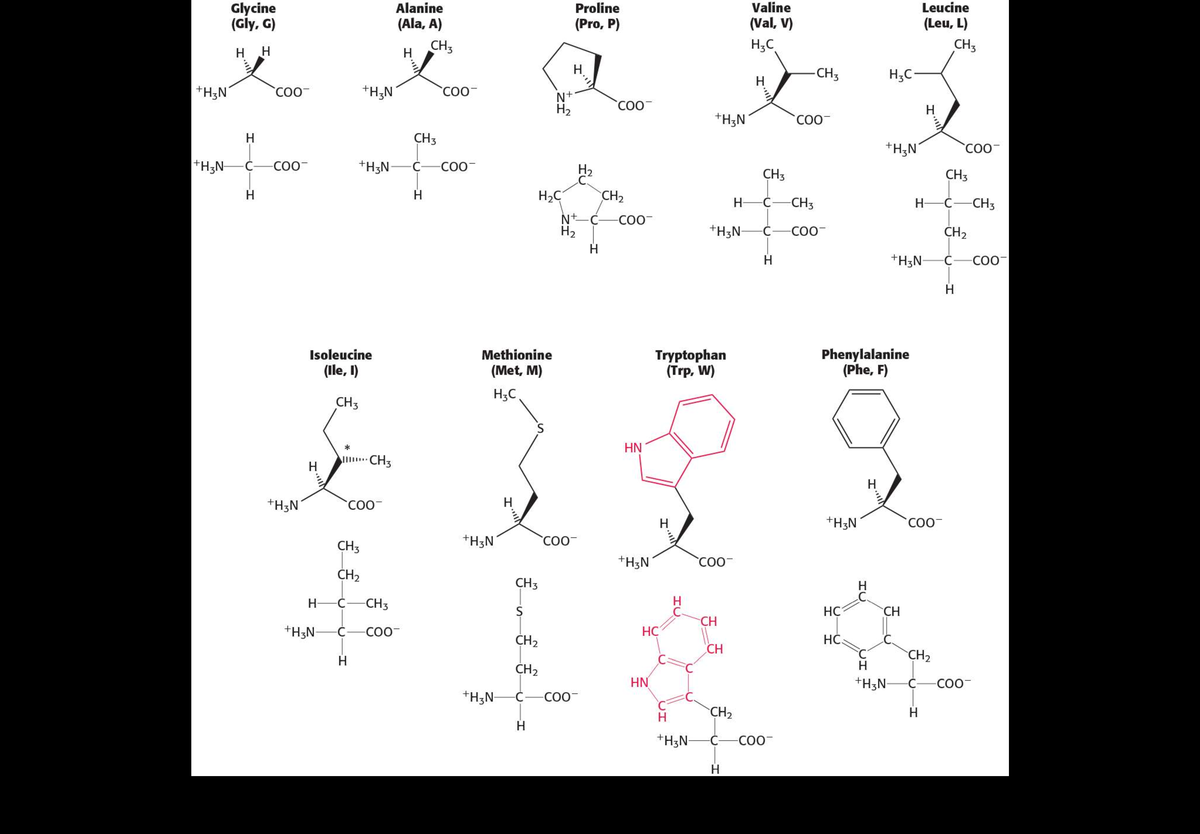 BIOL 304: Biochemistry - Properties of Protein Structure Notes - Studocu