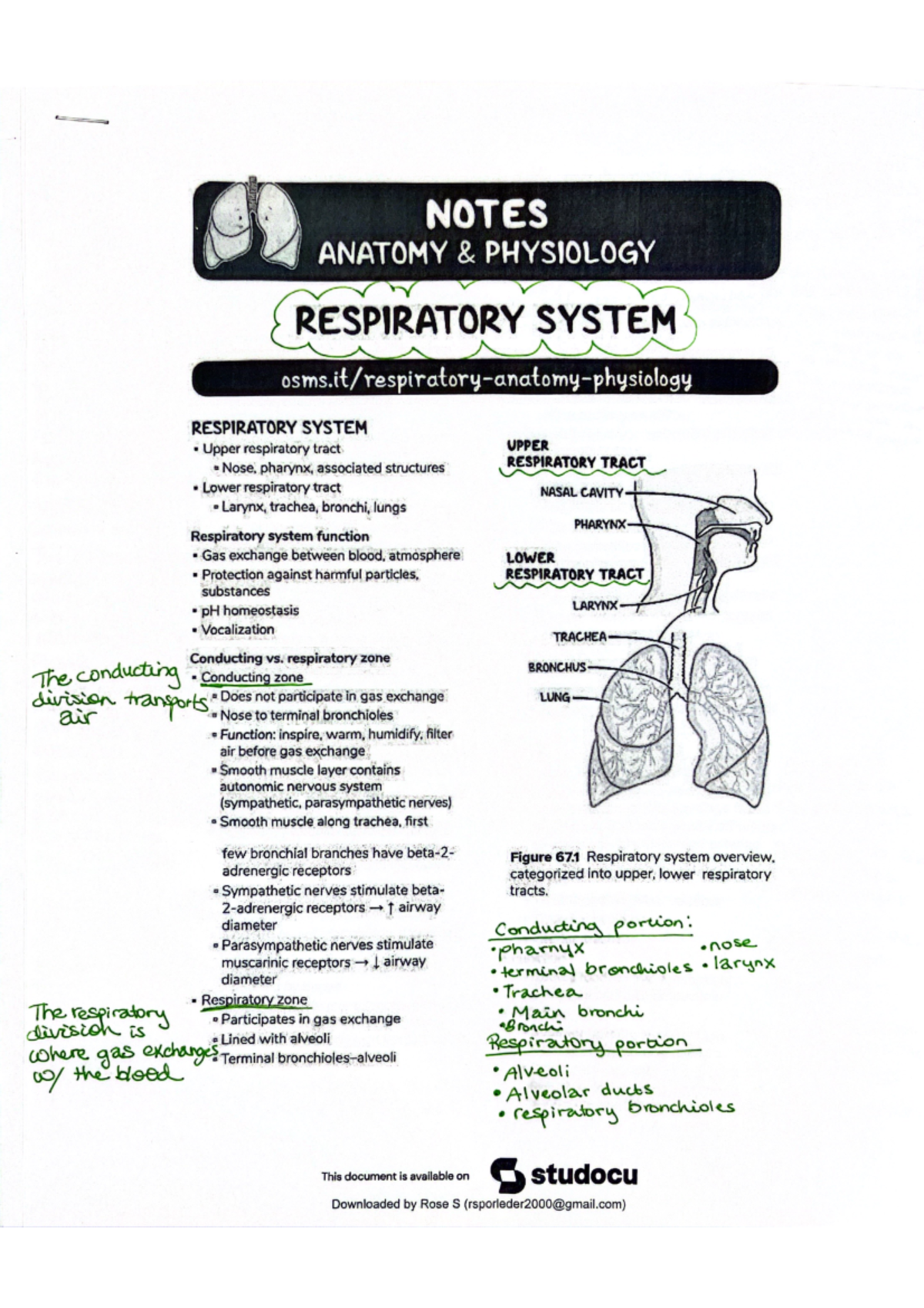 Respiratory System Notes (ANAT 101): Comprehensive Overview and Updates ...