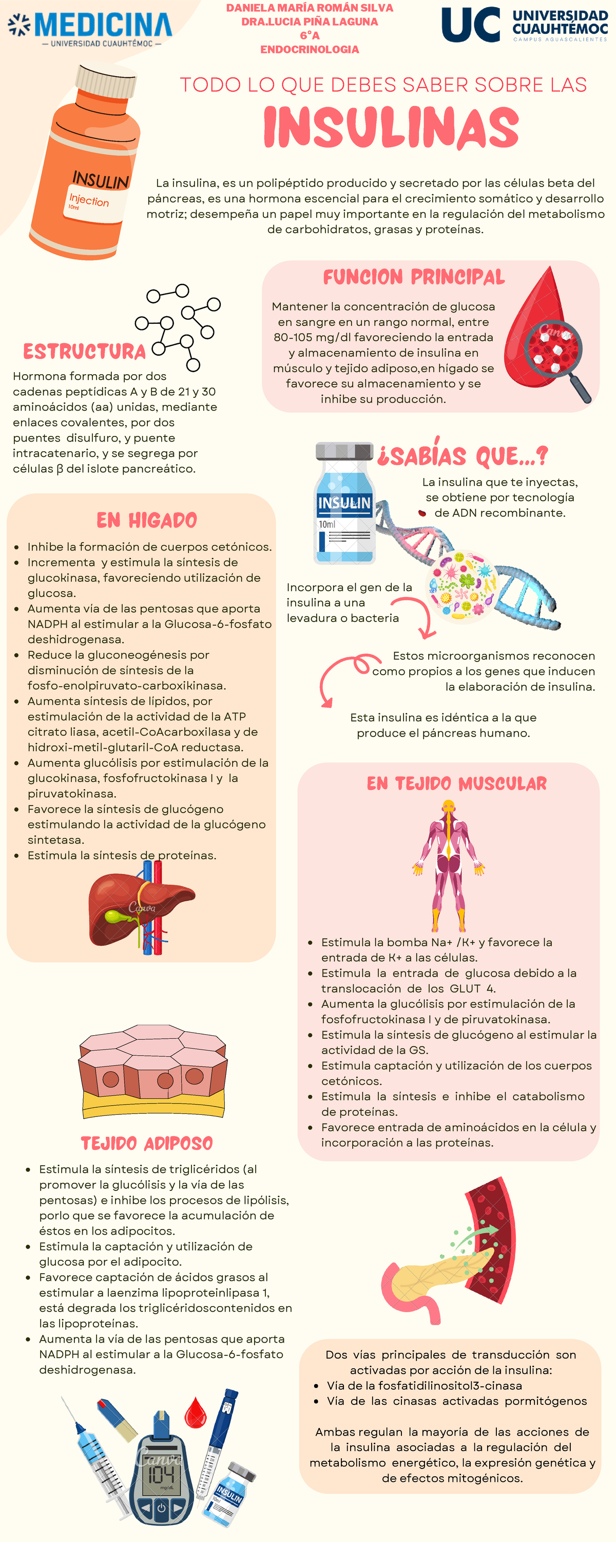 Infografía sobre Insulina: Funciones, Tratamiento y Efectos - Studocu