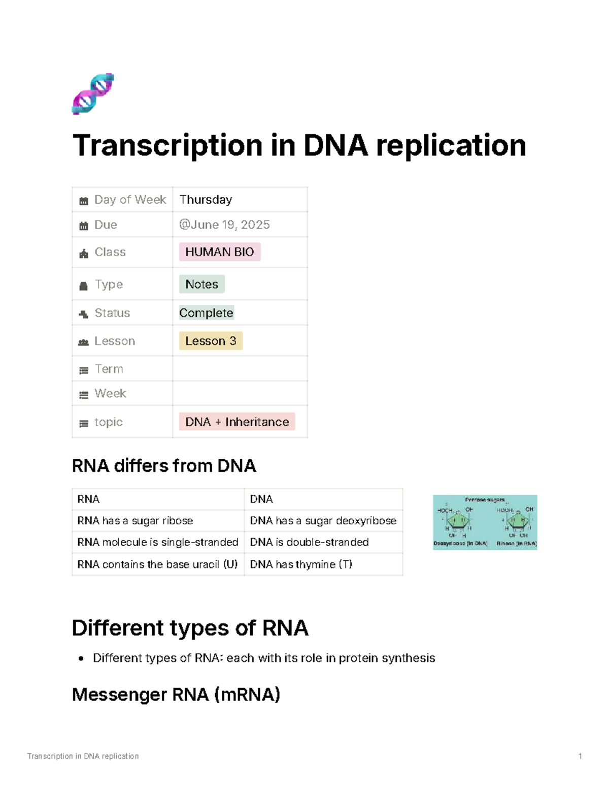 HUMAN BIO Lesson 3 Notes: Transcription in DNA Replication - Studocu