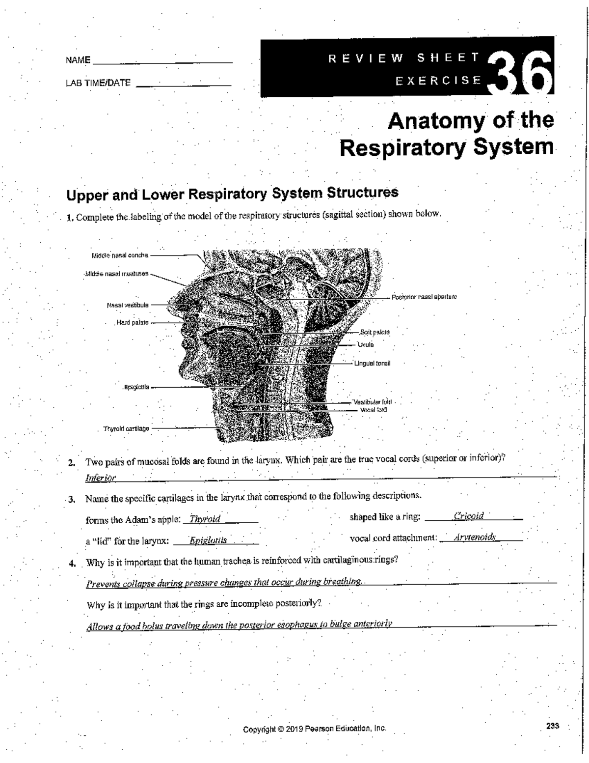 #2 Key - Respiratory System Anatomy and Functions Lab Notes - Studocu