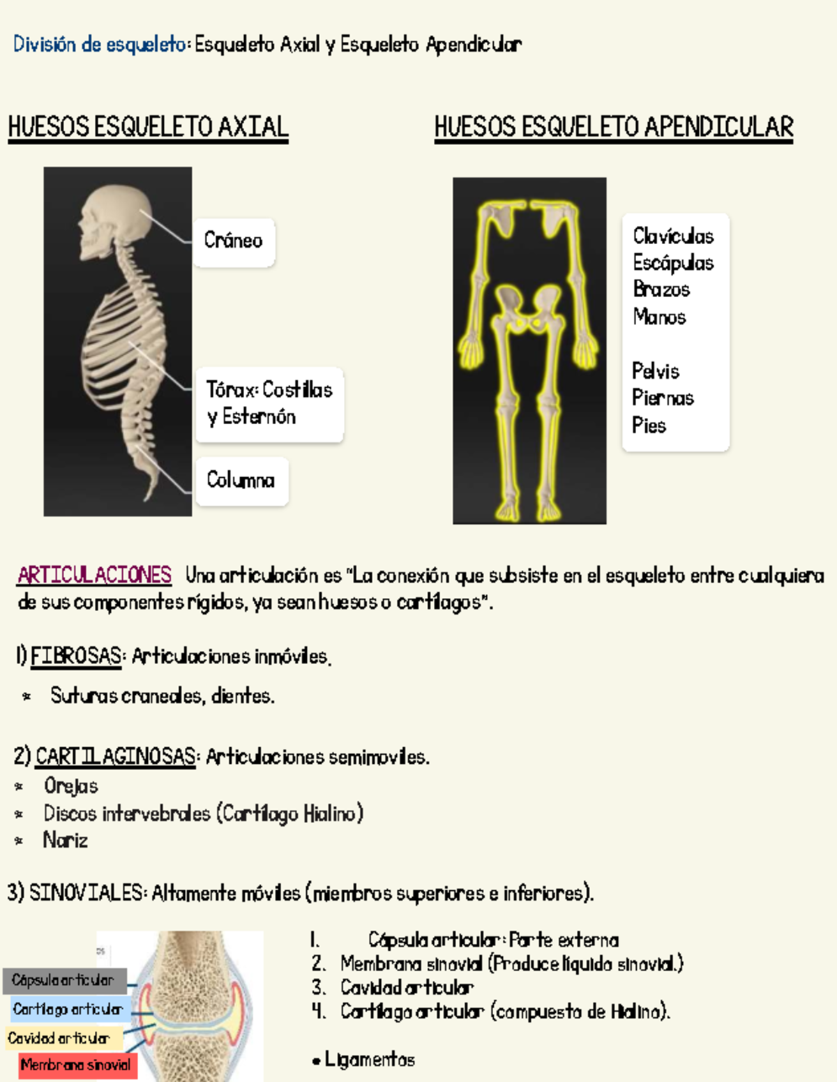 División del Esqueleto: Axial y Apendicular - Anatomía Básica - Studocu