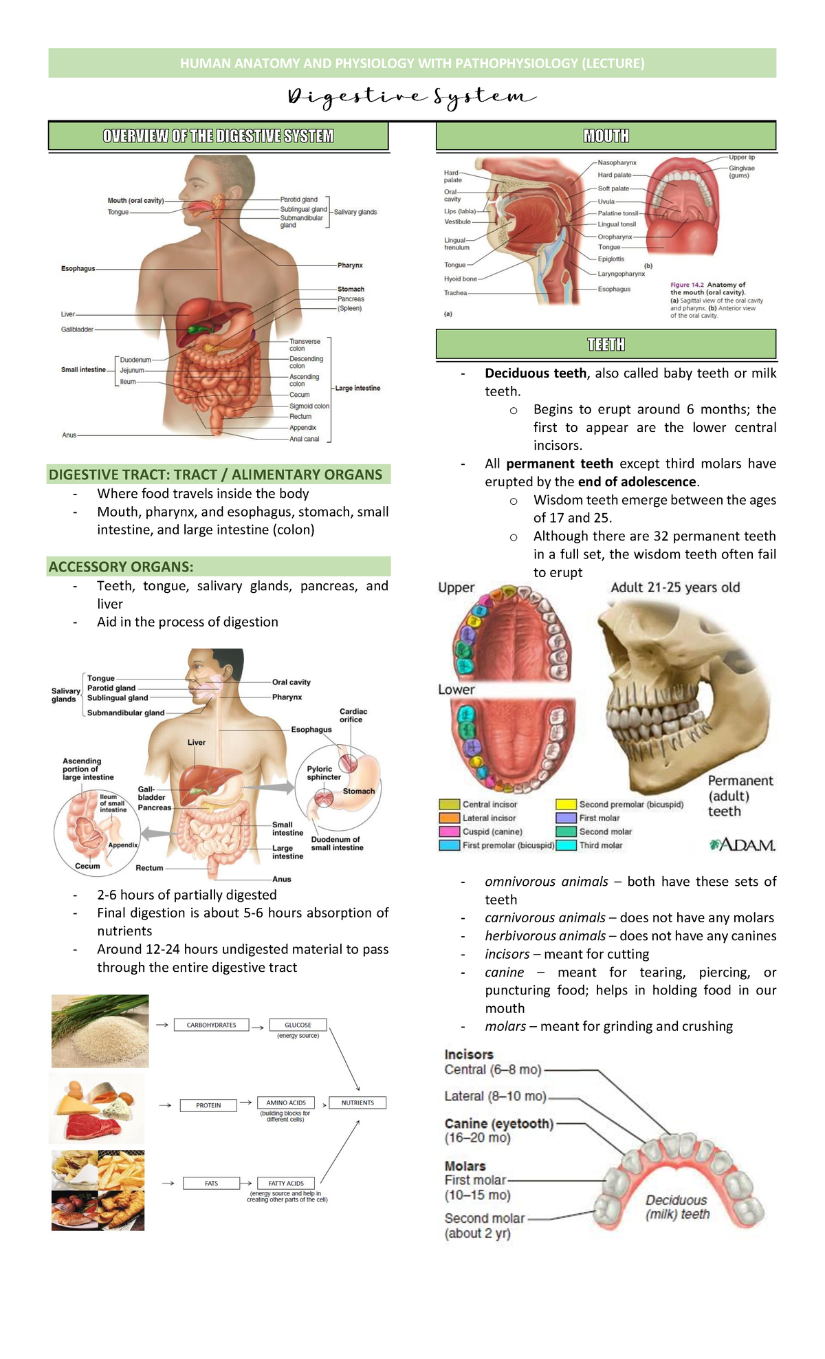 Lecture 11. Digestive System - DIGESTIVE TRACT: TRACT / ALIMENTARY ...