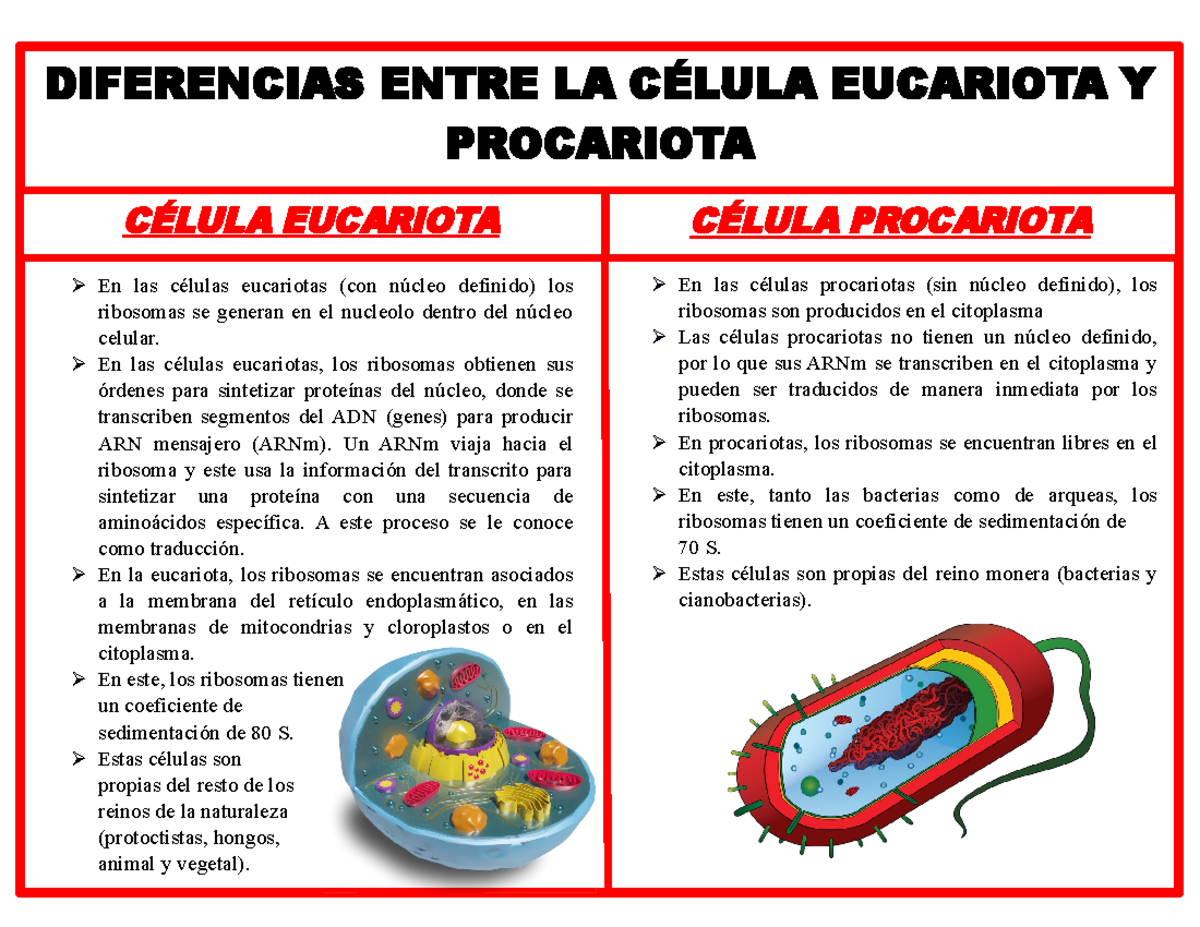 Diferencias Y Similitudes Entre Celulas Procariotas Y Eucariotas