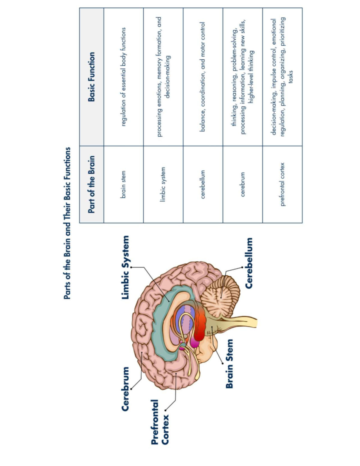Parts of the Brain and Their Functions: Overview and Insights - Studocu