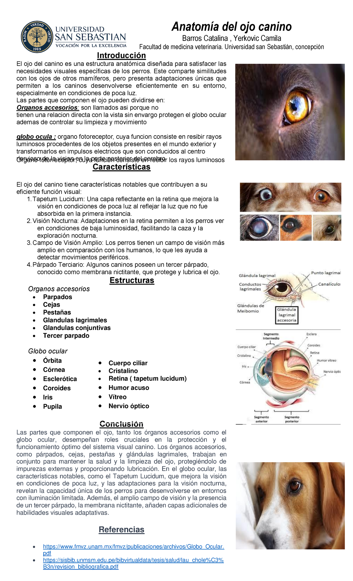 Anatomía Del Ojo De Un Perro