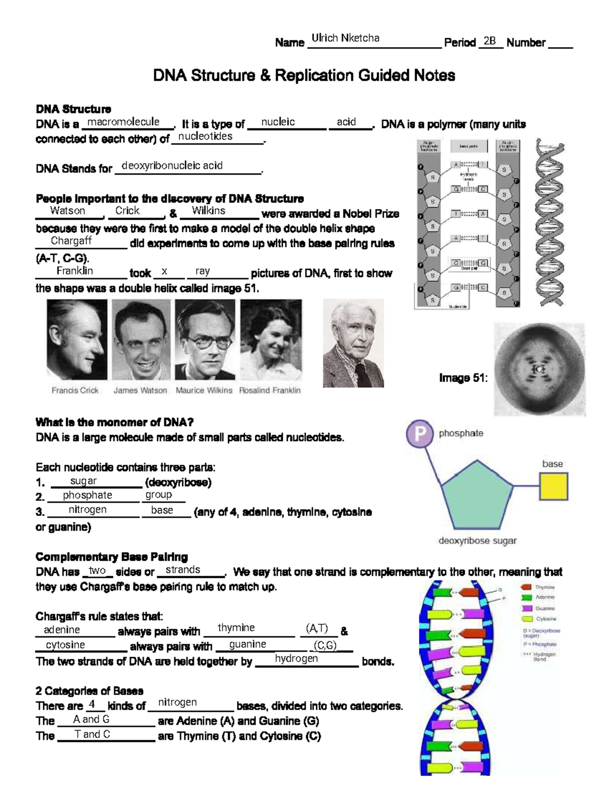 DNA Structure & Replication Guided Notes for Biology 101 - Studocu