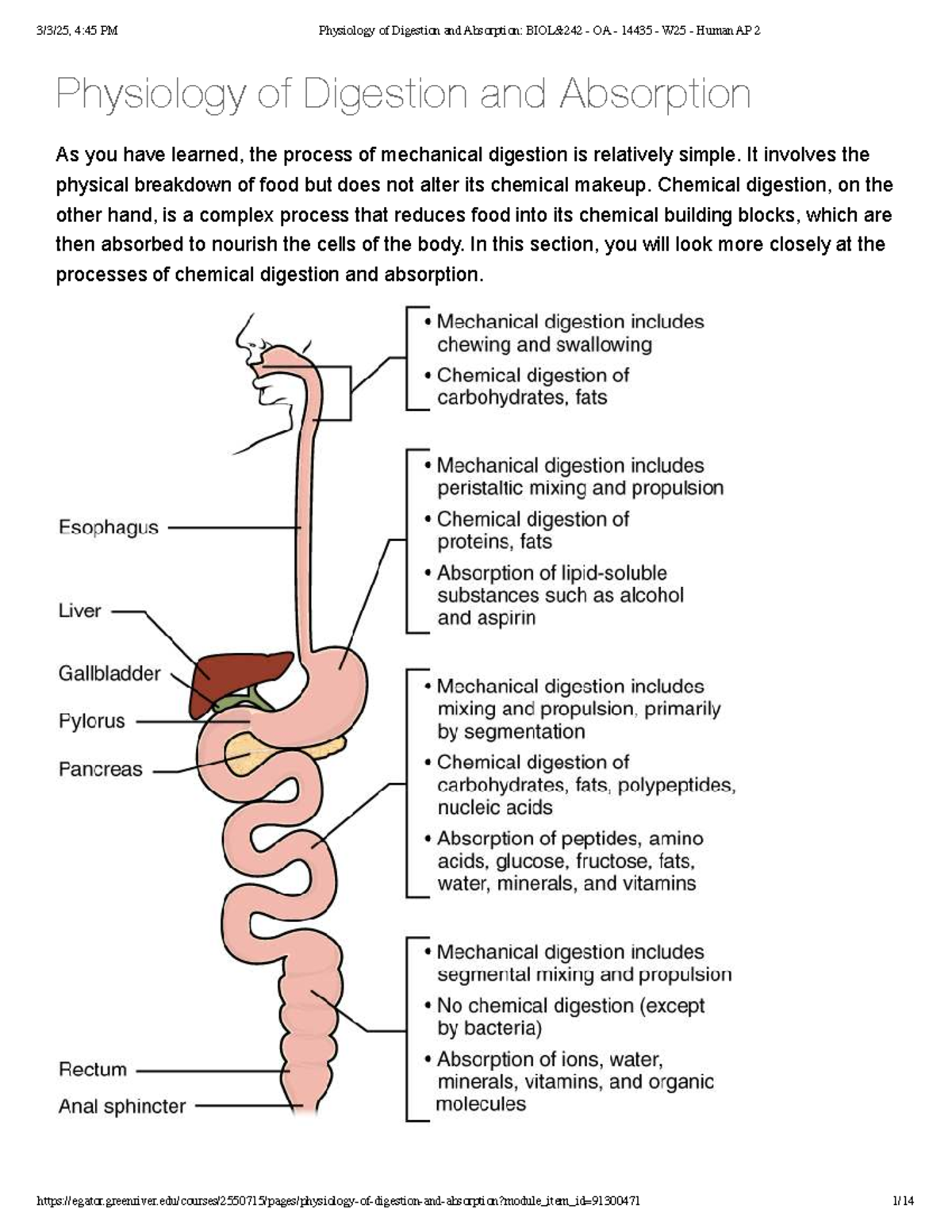 Physiology of Digestion and Absorption: BIOL&242 - Final Exam Notes ...