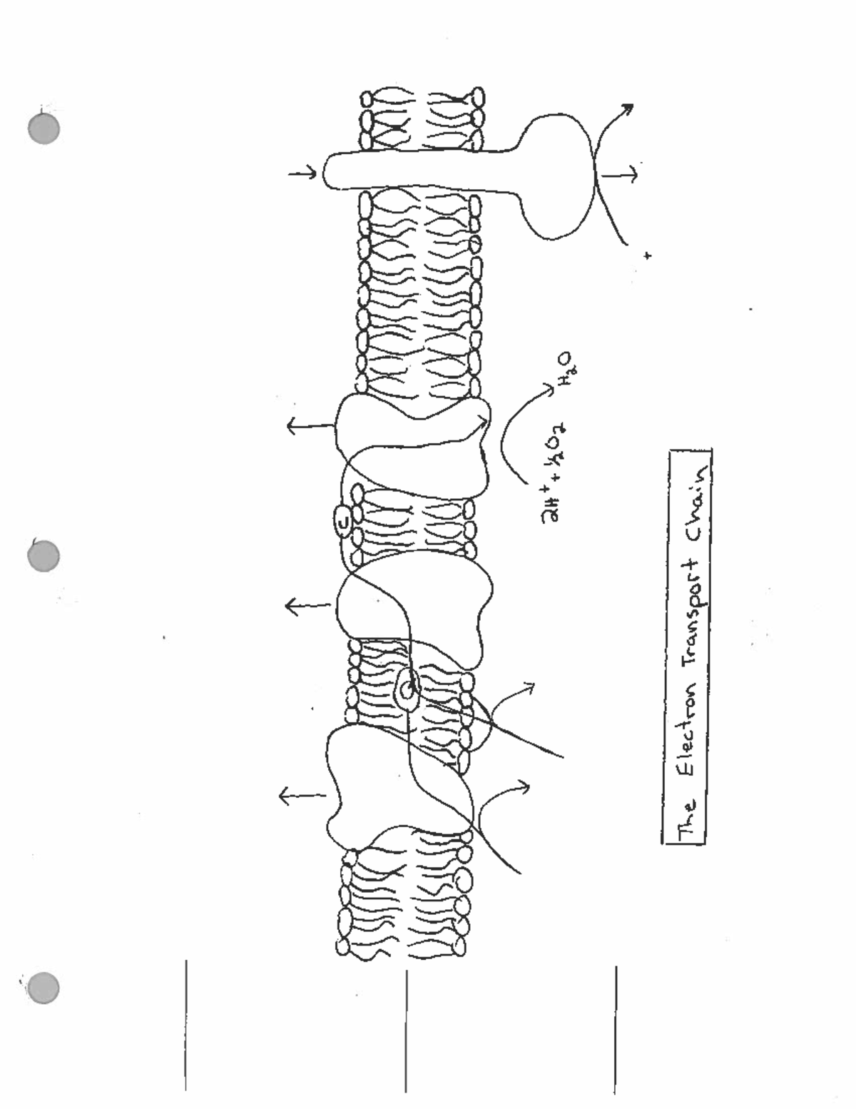 Etc diagram - J 2H+ + 1/2O2 H2O + The Electron Transport Chain - Studocu