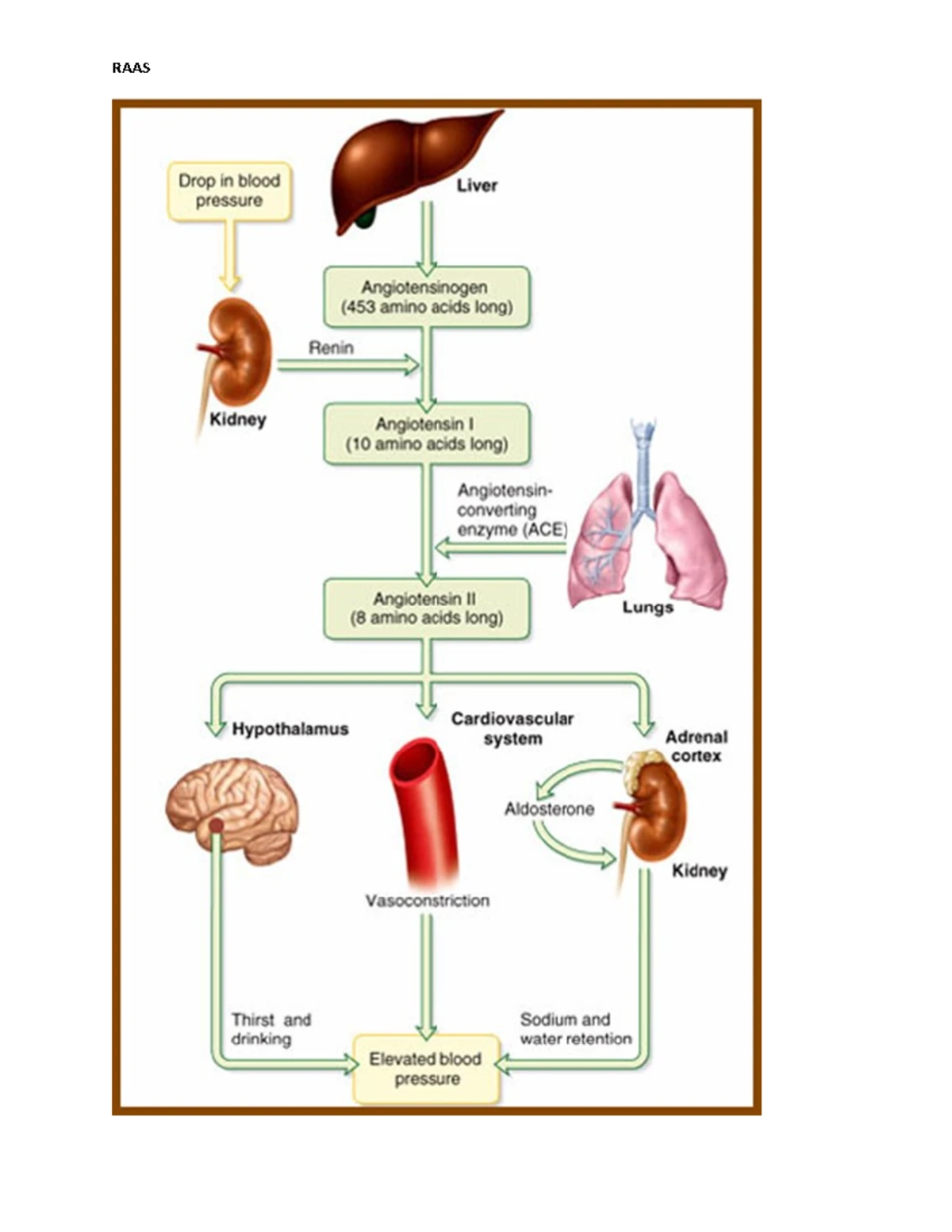 Anatomy and physiology 2 Exam 1 Flashcards Quizlet - Anatomy and ...