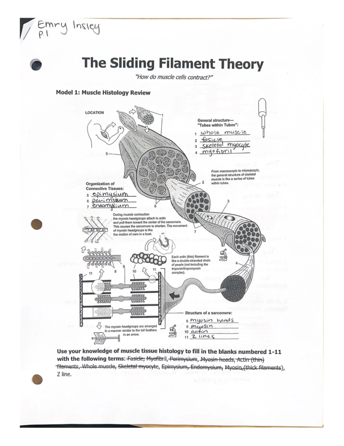 Amoeba Sisters Video Notes: Nervous System Overview - Studocu
