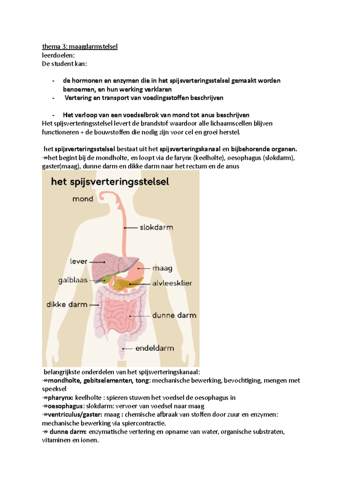 Anatomie van de longen: Structuur en functie van alveoli en pleura ...