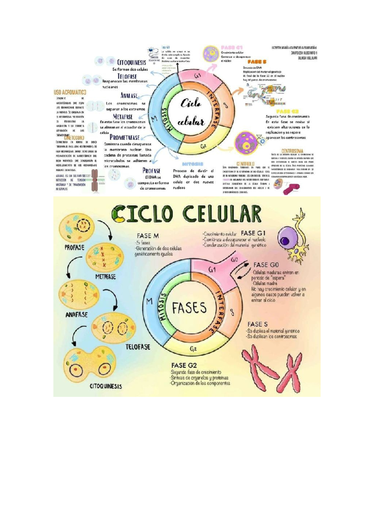 Ciclo Celular: FASES y Proceso de Mitosis - GRUPO 201 - Studocu