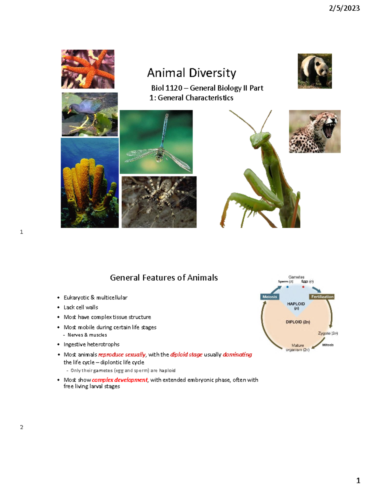 Animal Diversity - 2/5/ Animal Diversity Biol 1120 – General Biology II ...