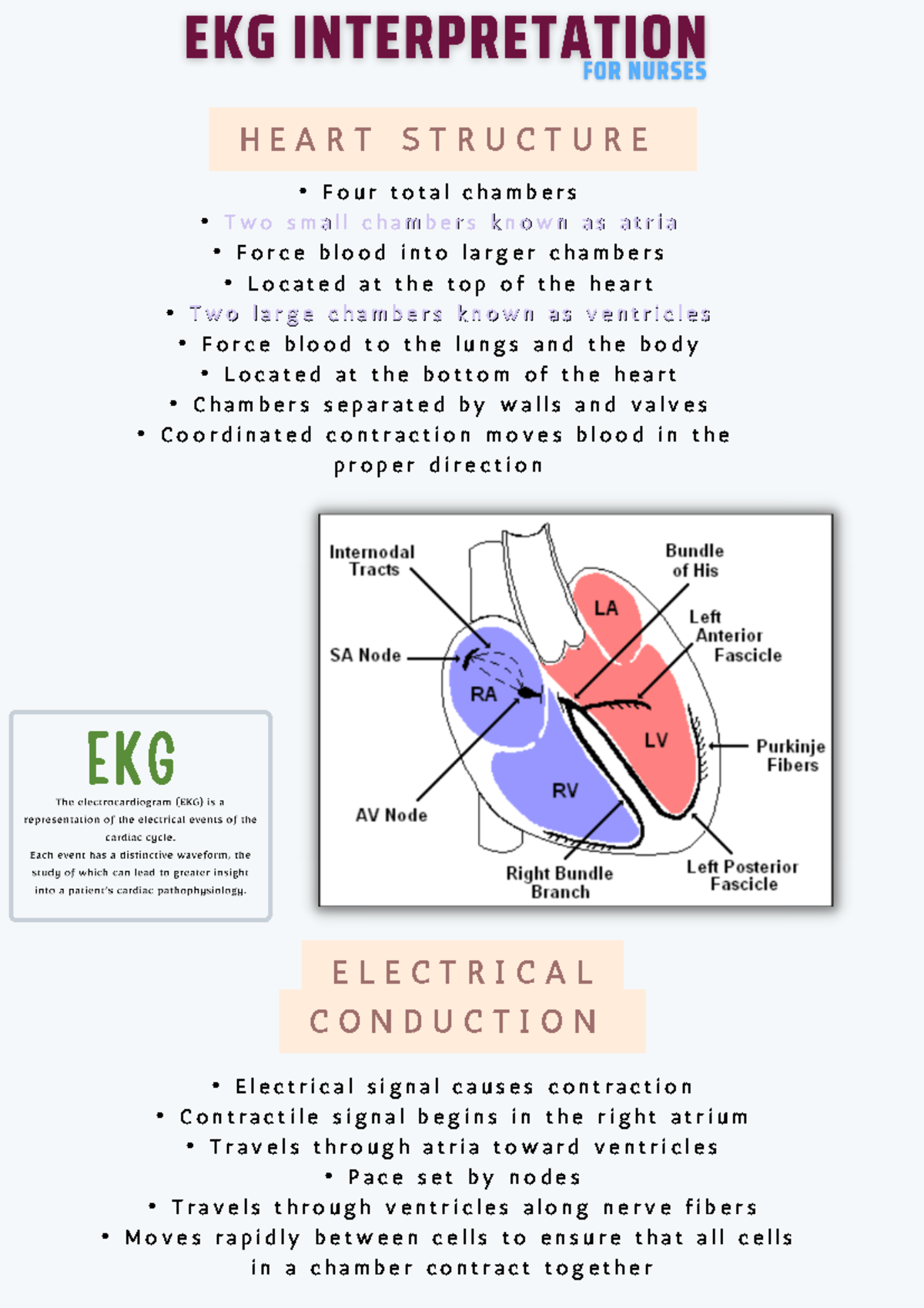 EKG Interpretation - Understanding EKGs - H E A R T S T R U C T U R E ...