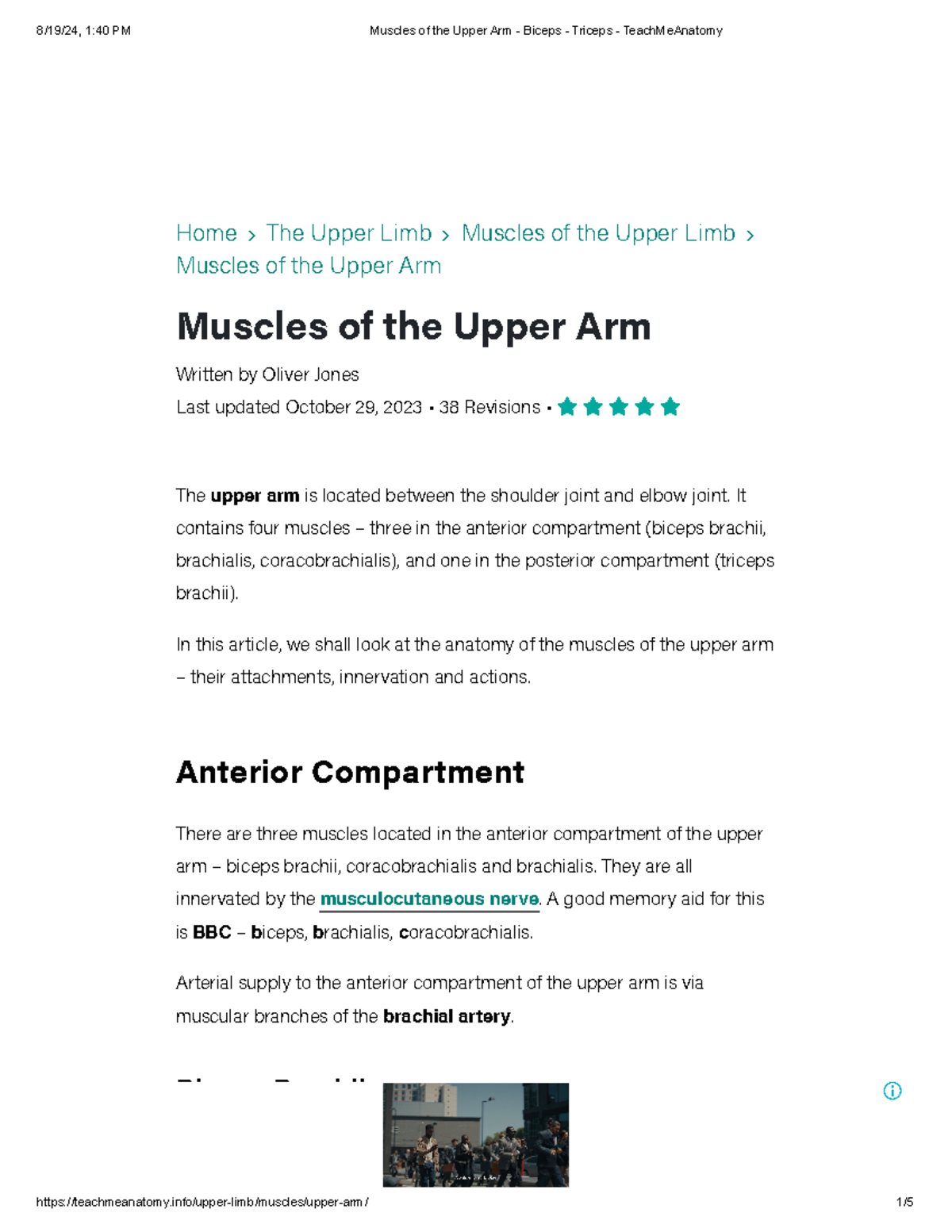 Upper Arm Muscles: Biceps & Triceps Anatomy Overview - Studocu