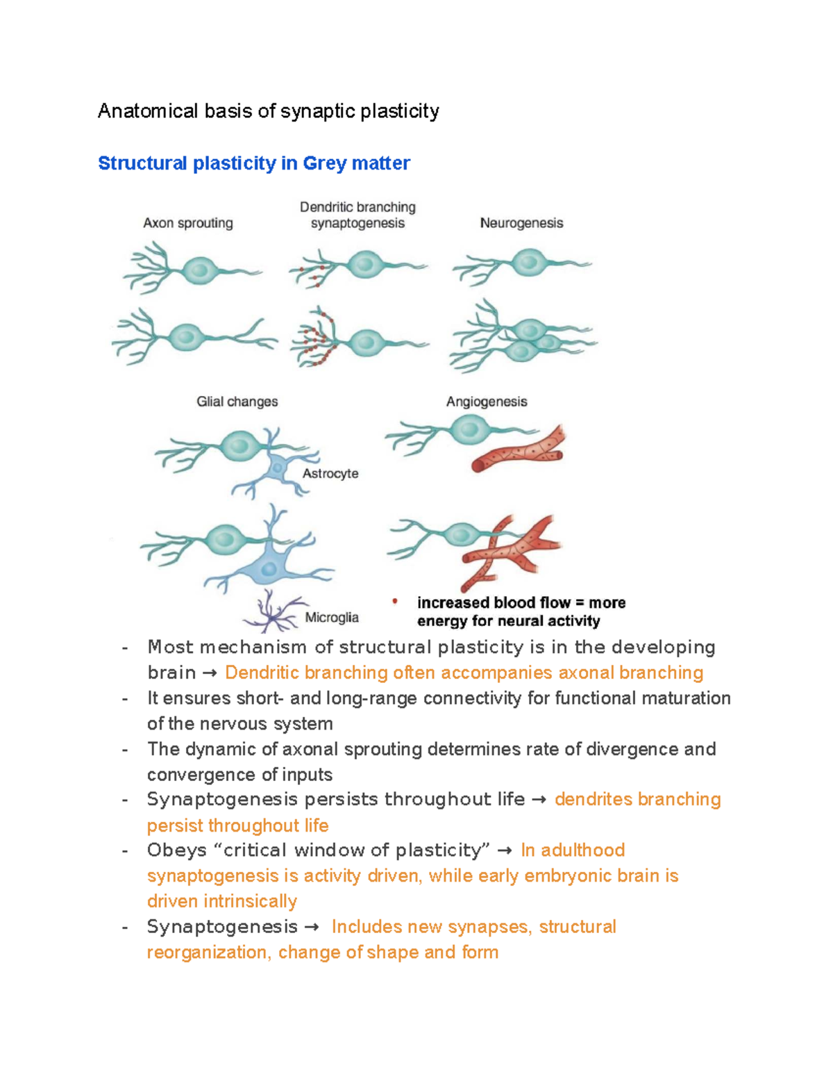 Anatomical Basis of Synaptic Plasticity: Structural Changes in Grey ...