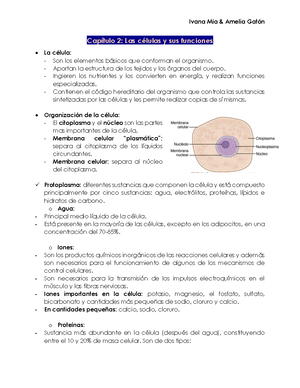 Estudio del Intestino Delgado: Anatomía y Funciones del Duodeno y ...