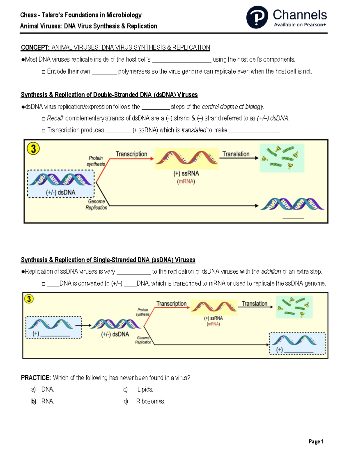 Animal Viruses: DNA Virus Synthesis & Replication Worksheet - Studocu