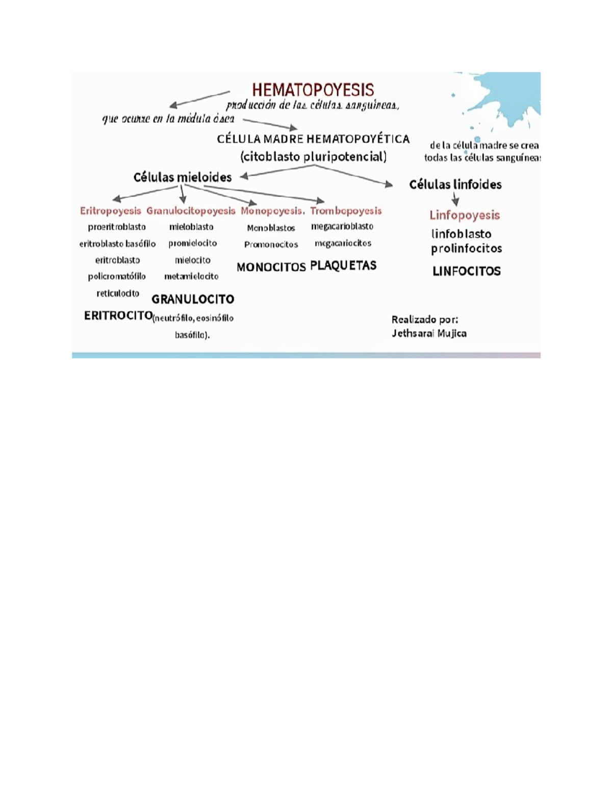 Mapa Conceptual de la Hematopoyesis: Producción de Células Sanguíneas - Studocu