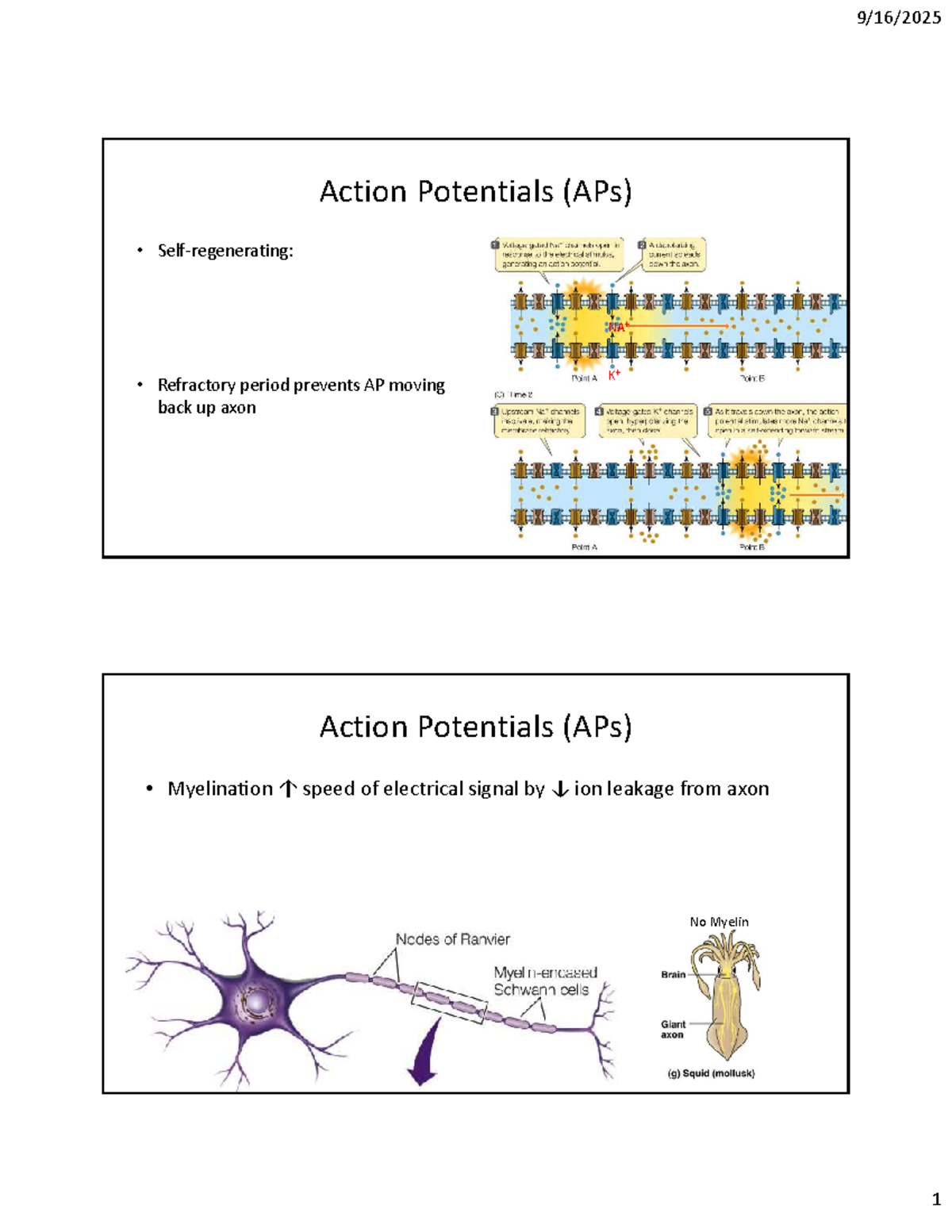 Nervous System Function & Neurotransmitter Interactions - Bio Lecture ...