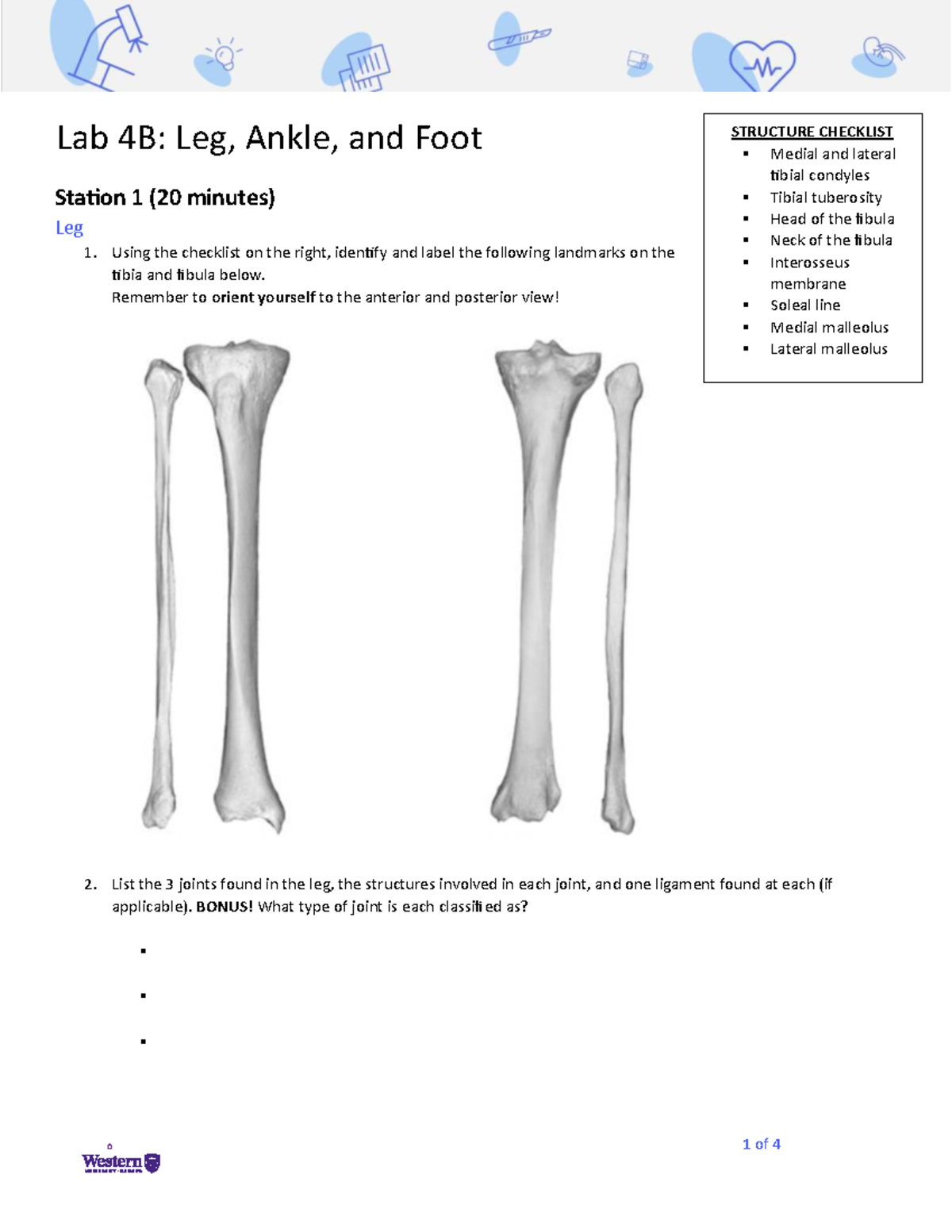 Lab 4B: Lower Limb Anatomy - Leg, Ankle, and Foot Study Guide - Studocu