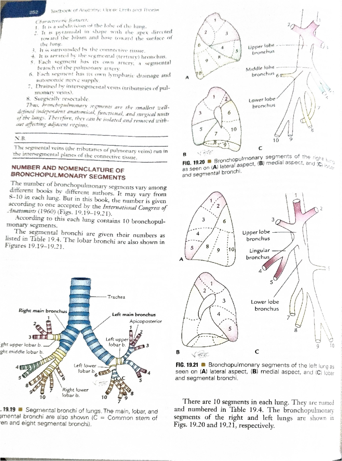 Anatomy AN 24: Bronchopulmonary Segments of the Lungs Explained - Studocu