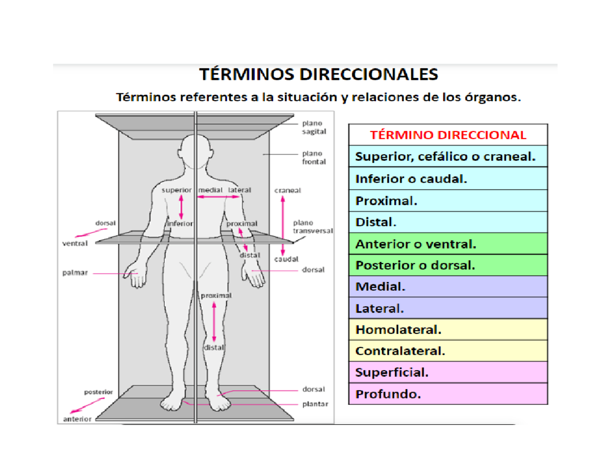 Términos Direccionales en Planos Anatómicos: Guía Completa - Studocu