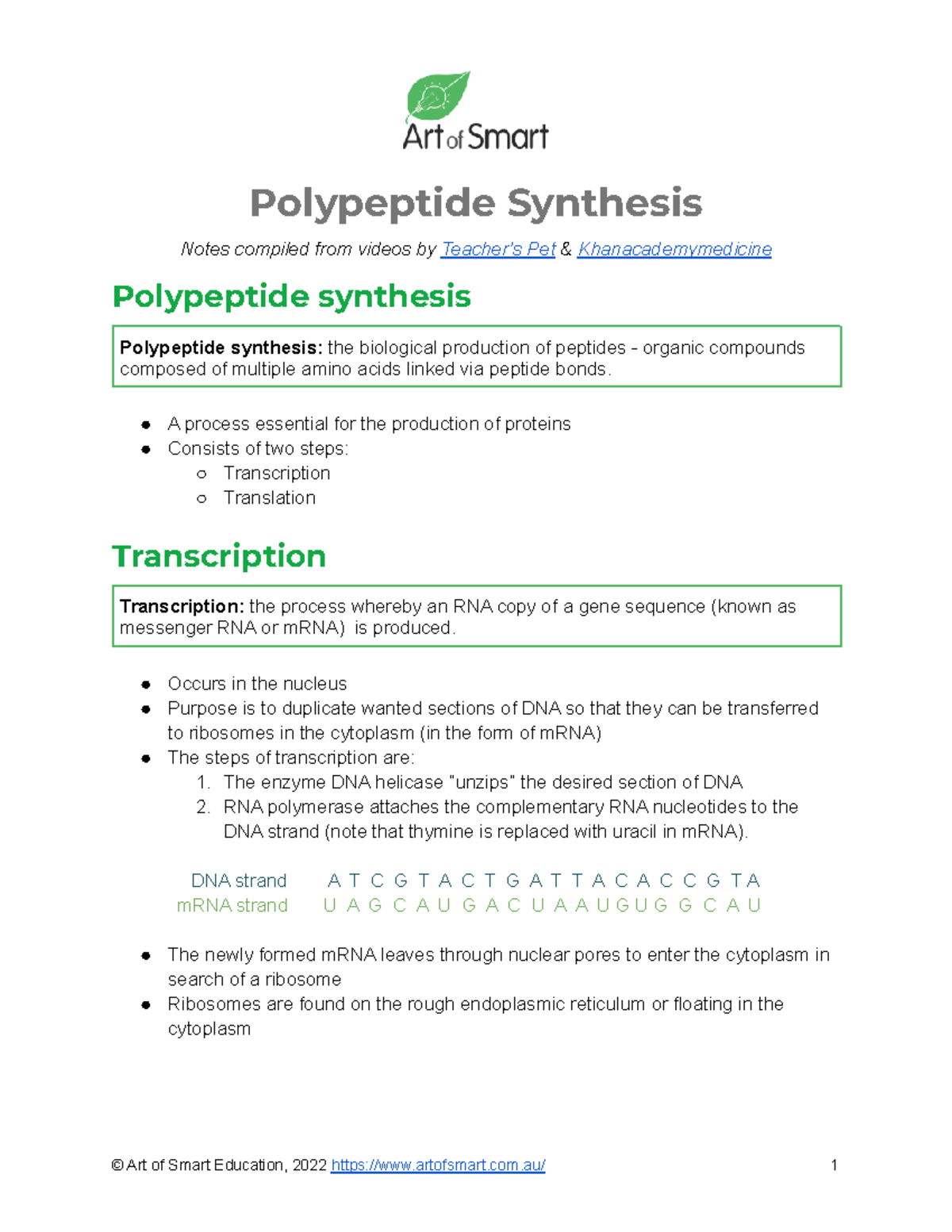 Polypeptide Synthesis: Transcription & Translation Overview - Studocu