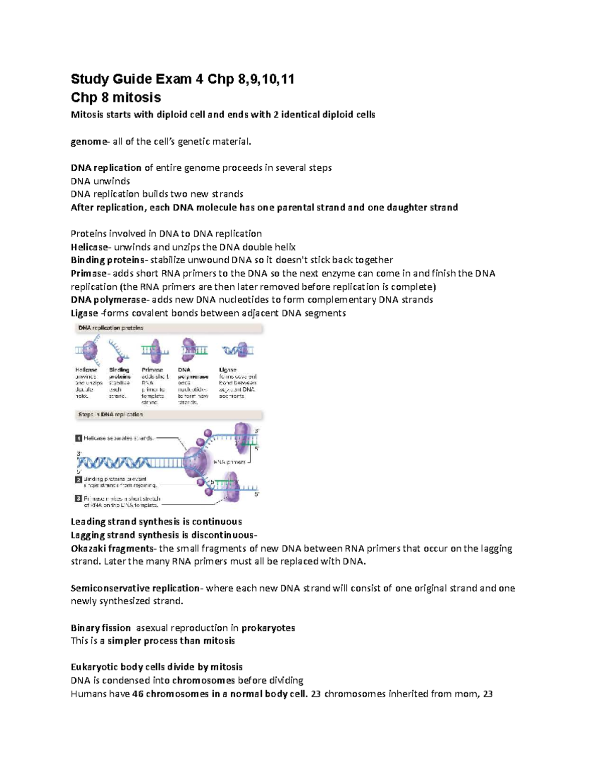 Cell Division & Genetics: Study Guide for Exam 4 (Ch. 8-11) - Studocu