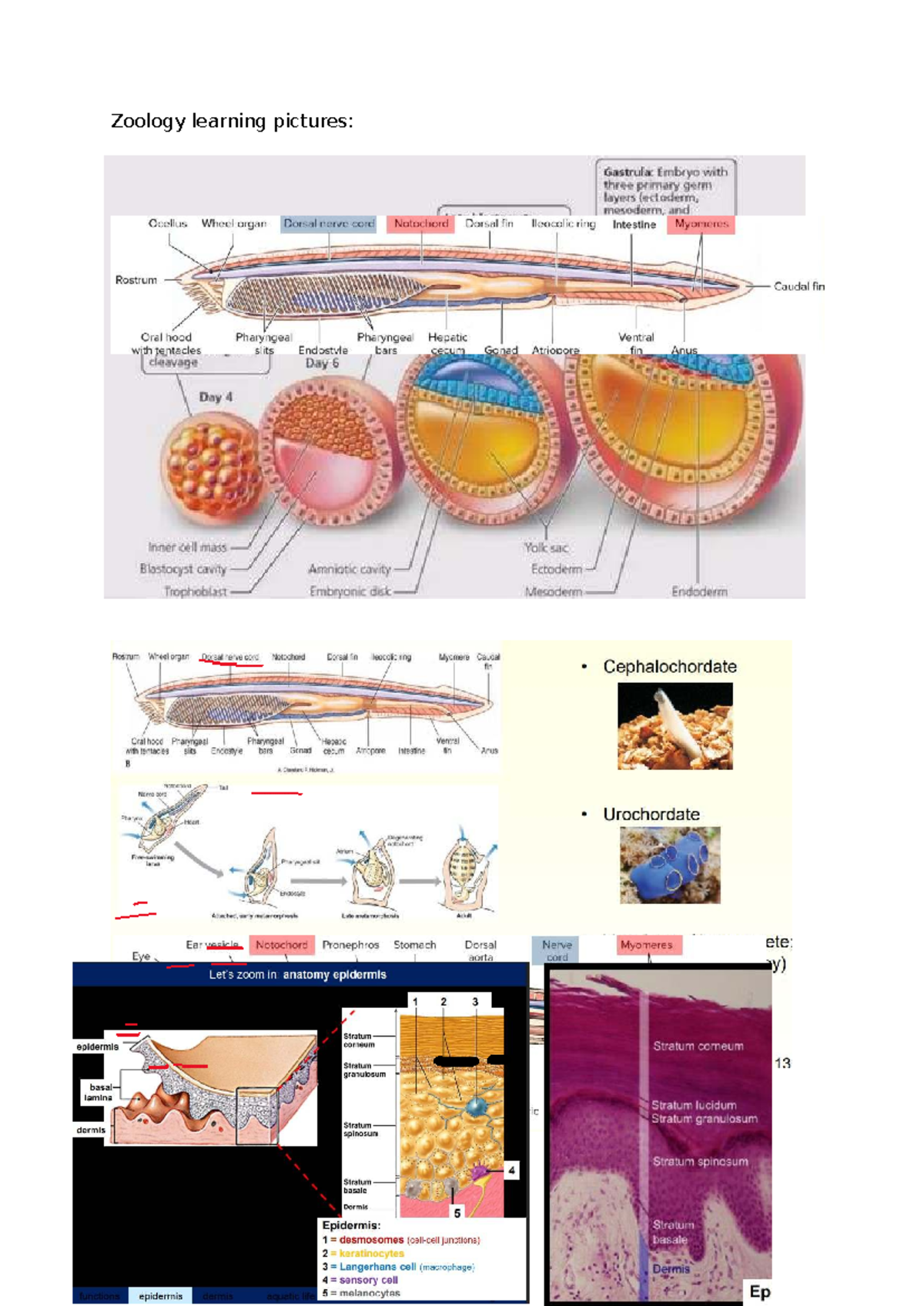 What Are The Three Primary Embryonic Layers