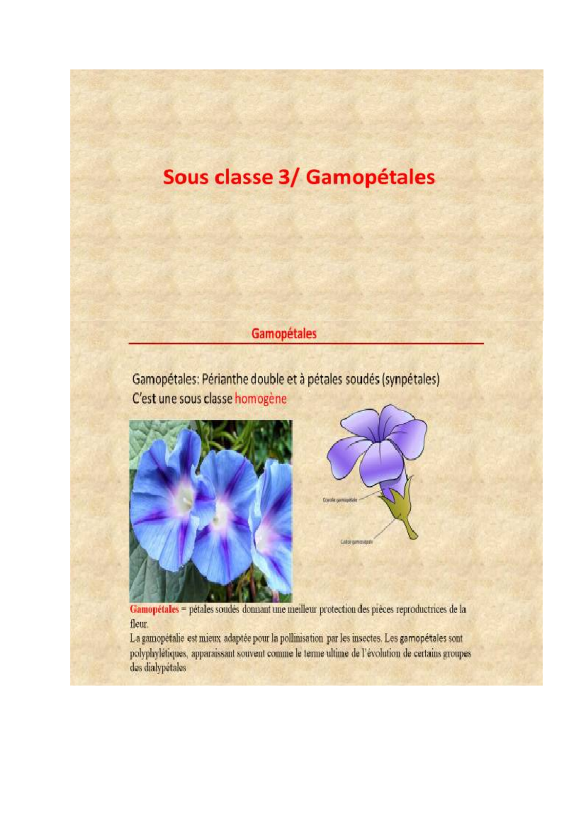 Angiospermes Gamopétales: Classification et Caractéristiques 141387 ...
