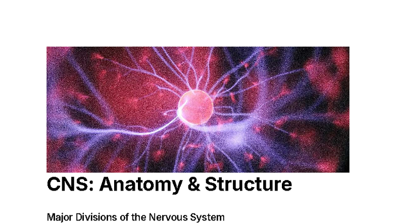 CNS: Anatomy Structure of Major Nervous System Divisions - Studocu