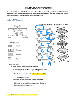 Gene Expression Worksheet (BIO101) - Transcription & Translation Overview - Studocu