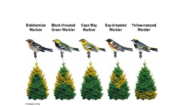 Warblers' Ecological Niches in Pine Forests: A Study - Studocu