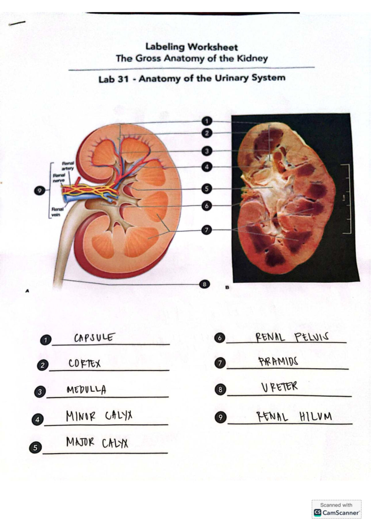 Lab 31: Urinary System Anatomy & Kidney Labeling Worksheet - Studocu