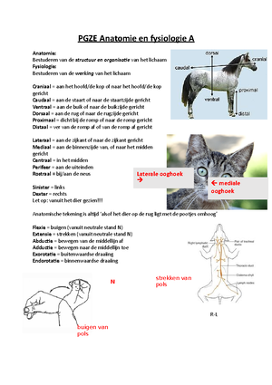 Anatomy of the cow - anatomie van een koe - descending colon transverse ...
