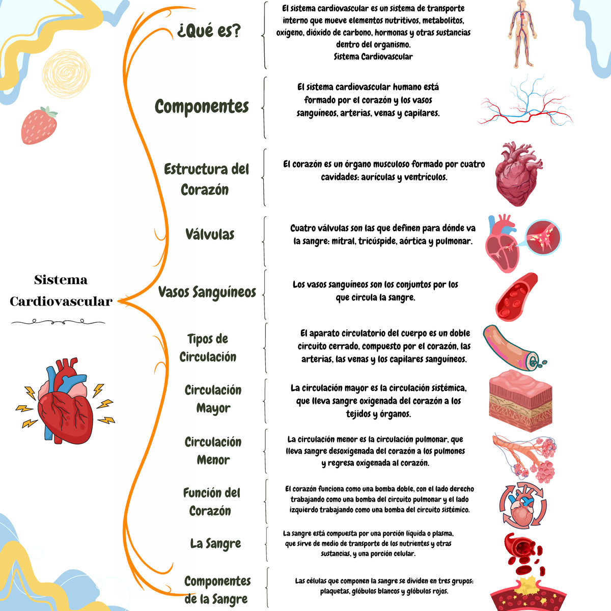 Componentes del Sistema Cardiovascular: Estructura y Función - Studocu