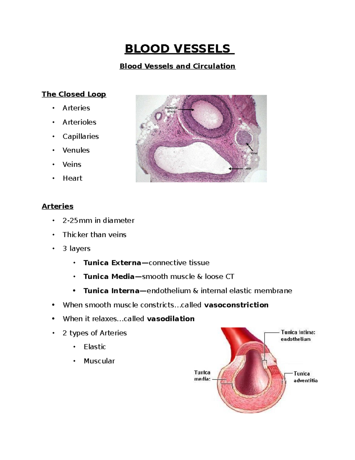 BLOOD VESSELS: Anatomy and Physiology Overview (BIO 101) - Studocu
