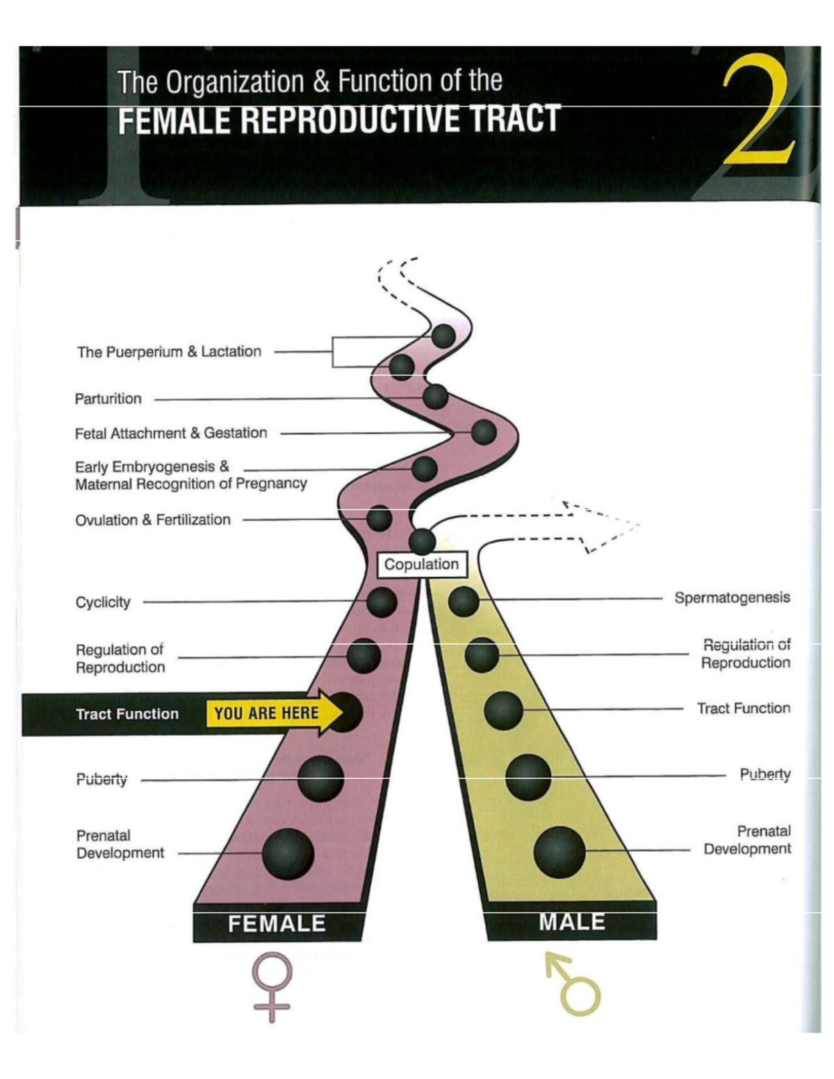 Pathways to Pregnancy and Parturition: A Comprehensive Overview (Course ...
