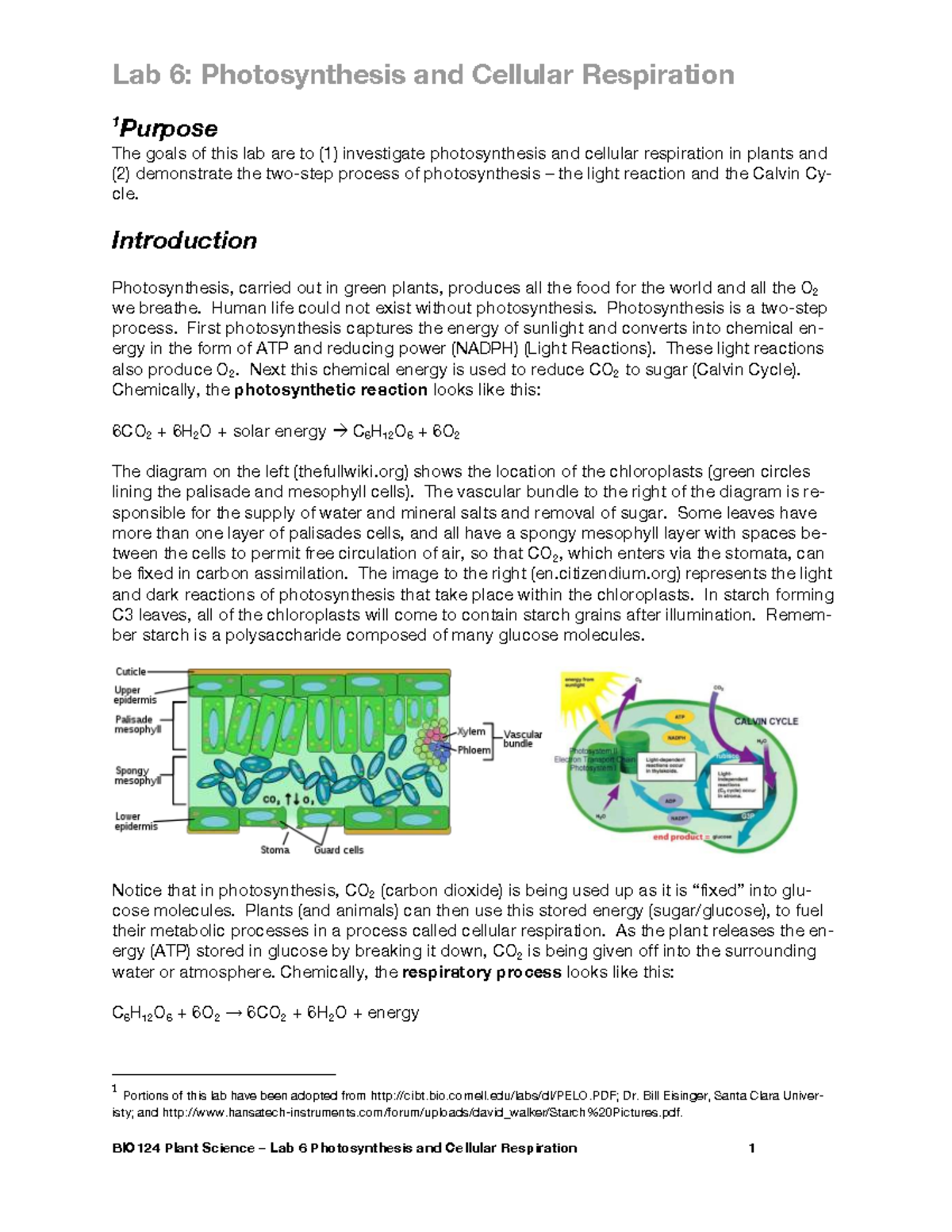 Lab 6: Photosynthesis & Cellular Respiration - BIO124 - Studocu