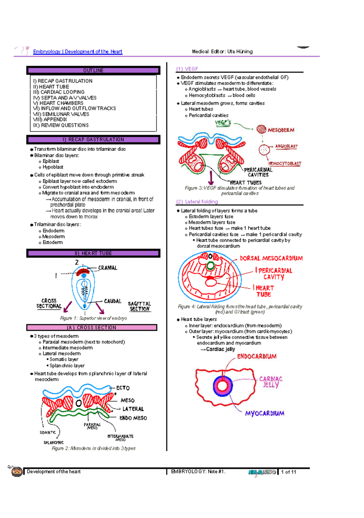 2 Cardiovascular DEV - Development of the heart EMBRYOLOGY: Note #1. 1 ...