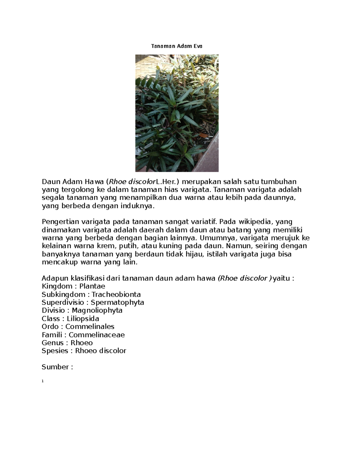 Tanaman Hias Varigata: Daun Adam Hawa (Rhoe discolor) - Studocu