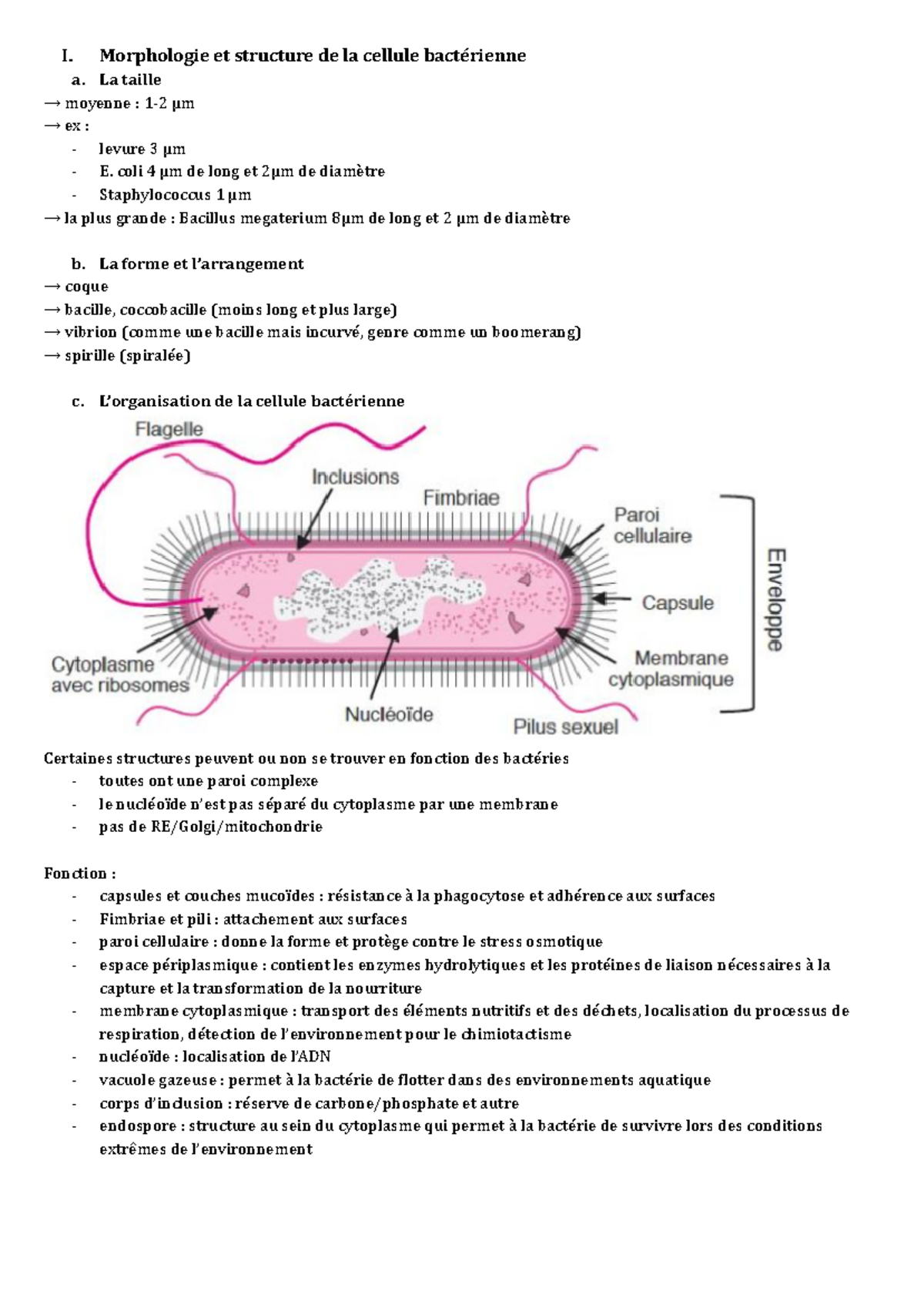 Morphologie et Structure de la Cellule Bactérienne - BIOL 4 - Studocu