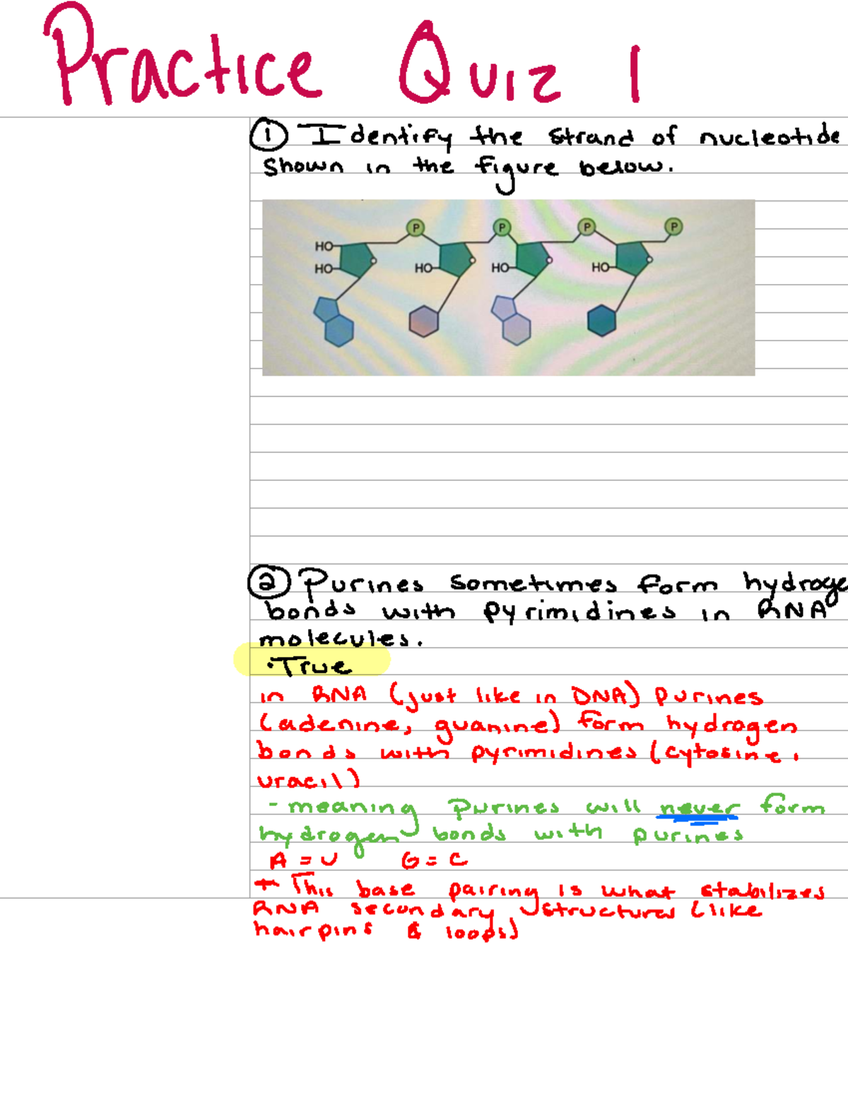 Biol 1107 Quiz 1 - Intro to Nucleotides and RNA Structure - Studocu