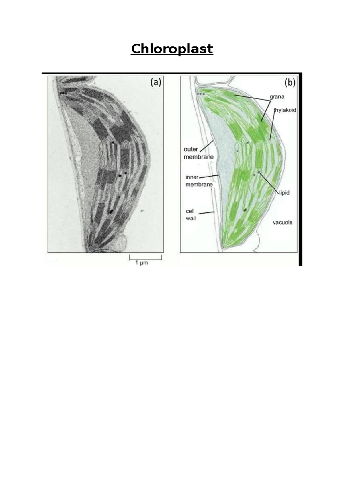 Chloroplast - .... - Chloroplast (a) (b) grana thylakoid outer membrane ...