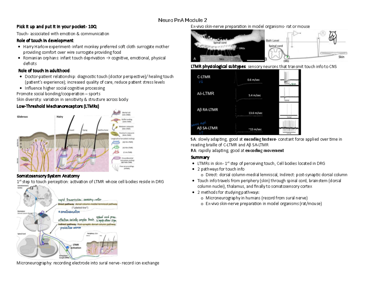 Neuro PnA Exam 2 Notes: The Role of Touch in Development and Pain - Studocu